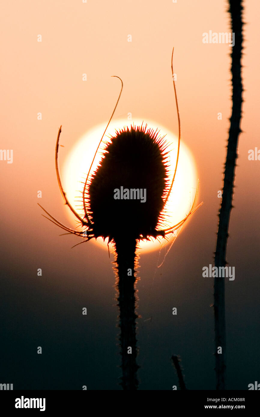 Teazel teasel silhouette plant hi-res stock photography and images - Alamy