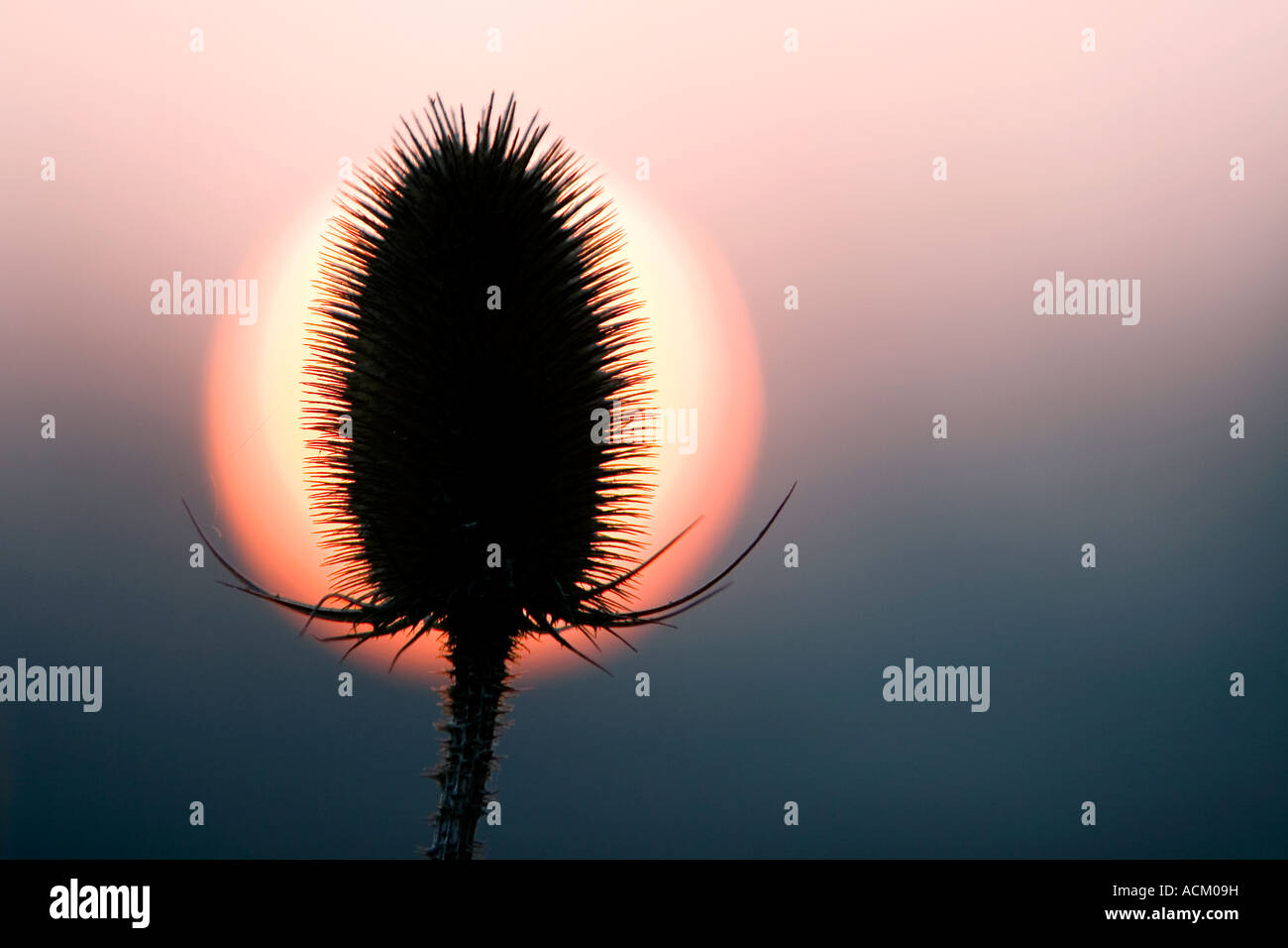 Teazel teasel silhouette plant hi-res stock photography and images - Alamy