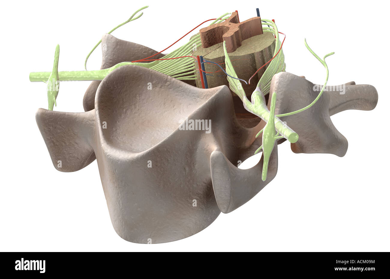Spinal cord nerves Cut Out Stock Images & Pictures - Alamy