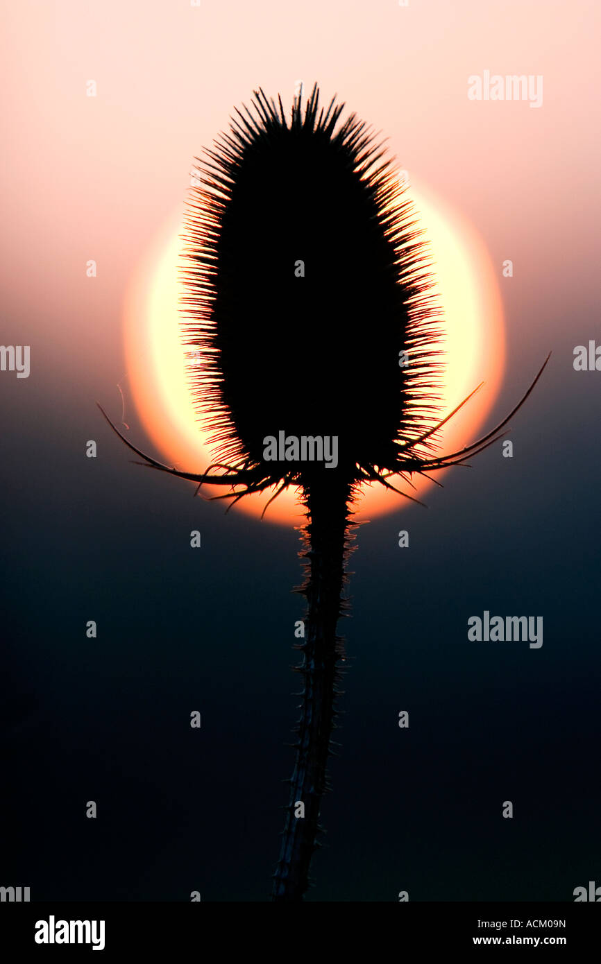Teazel teasel silhouette plant hi-res stock photography and images - Alamy