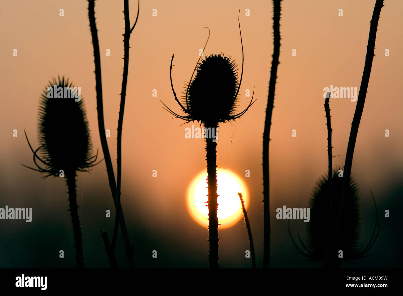 Silhouette of teasel plants in the English countryside infront of the ...
