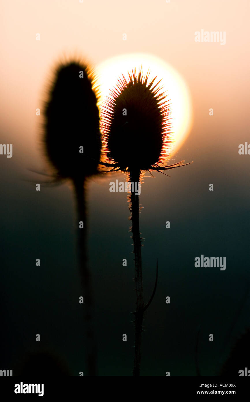 Teazel teasel silhouette plant hi-res stock photography and images - Alamy