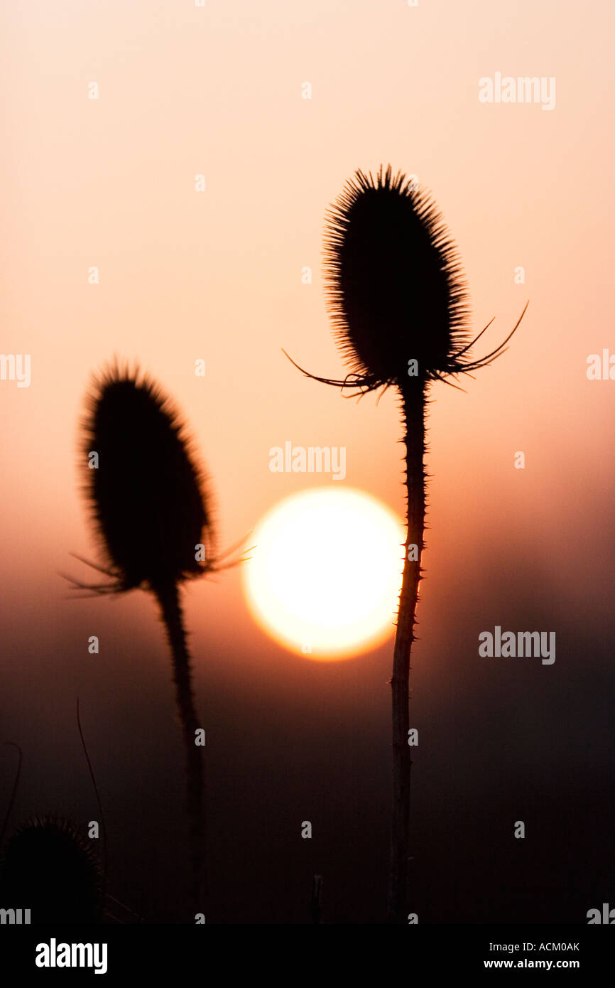 Teazel teasel silhouette plant hi-res stock photography and images - Alamy
