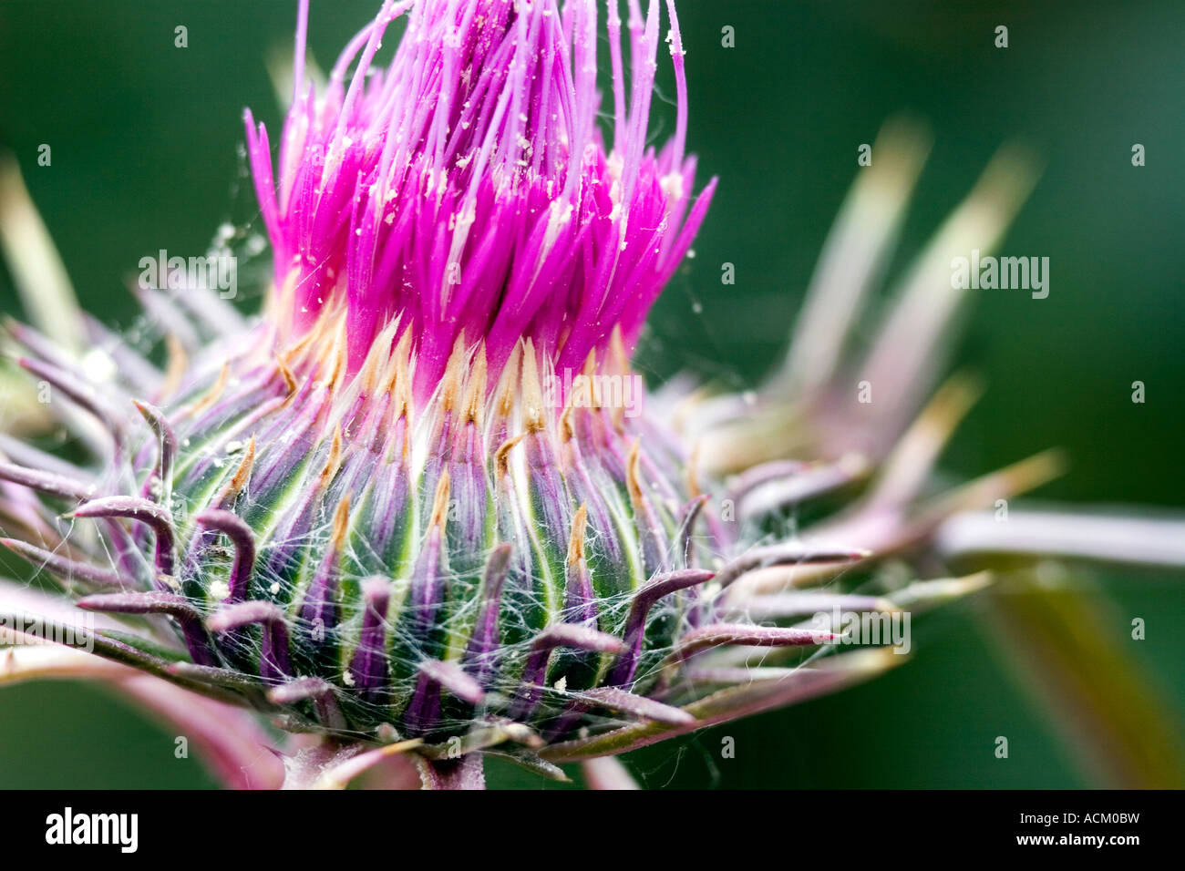 Cnicus syriacus syn. Notobasis syriaca. Syrian thistle Stock Photo - Alamy