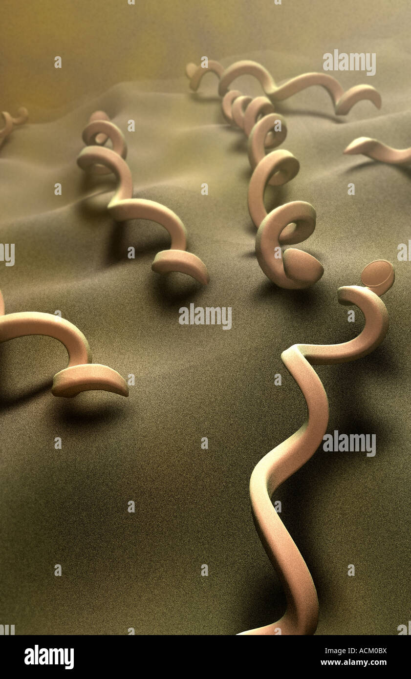 Treponema pallidum syphilis bacterium hi-res stock photography and images - Alamy