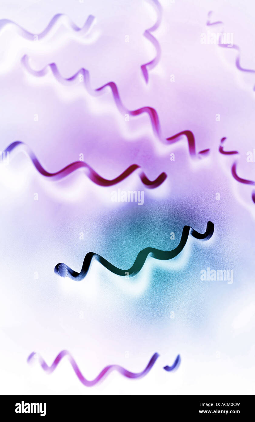Treponema pallidum hi-res stock photography and images - Alamy