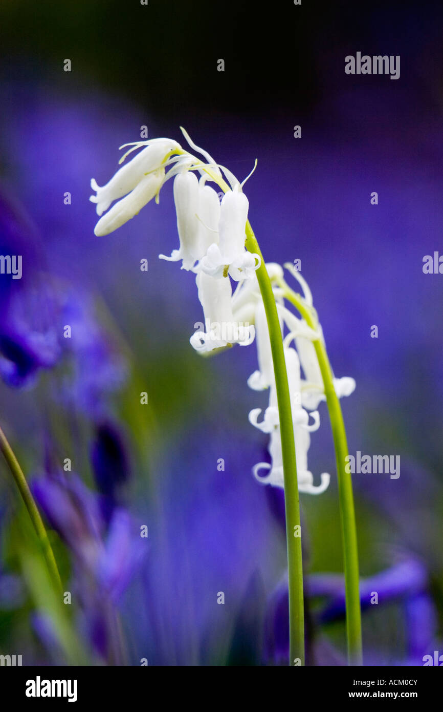 Hyacinthoides non scripta. White bluebell in an English woodland Stock ...