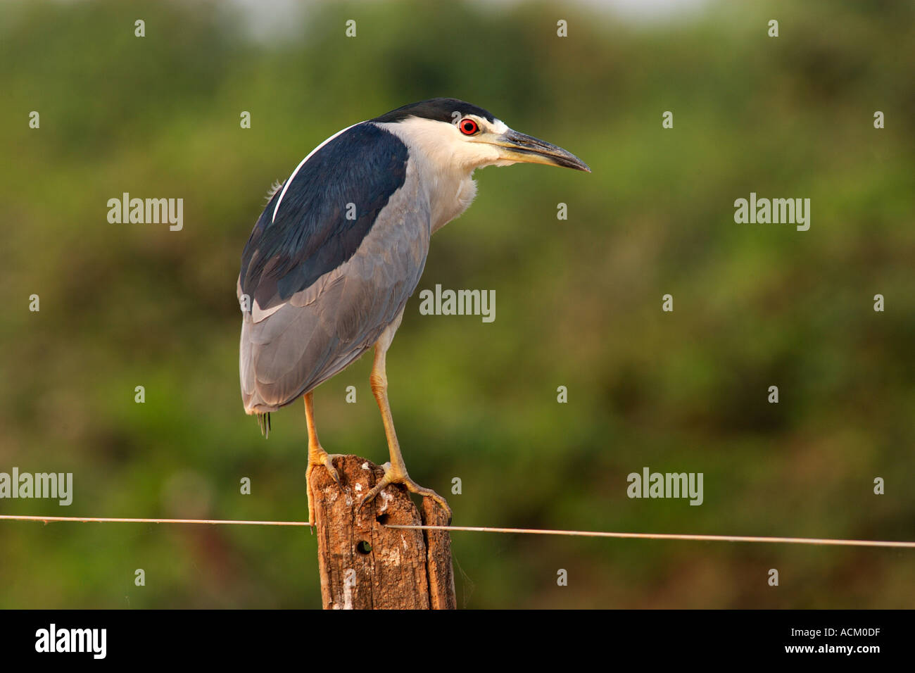 BLACK CROWNED NIGHT HERON Nycticorax nycticorax Stock Photo - Alamy