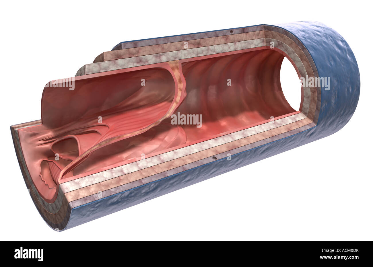 The structure of the vein wall Stock Photo - Alamy