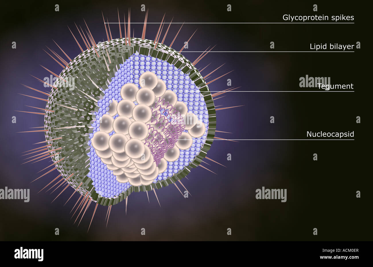 Structure of herpes virus hi-res stock photography and images - Alamy