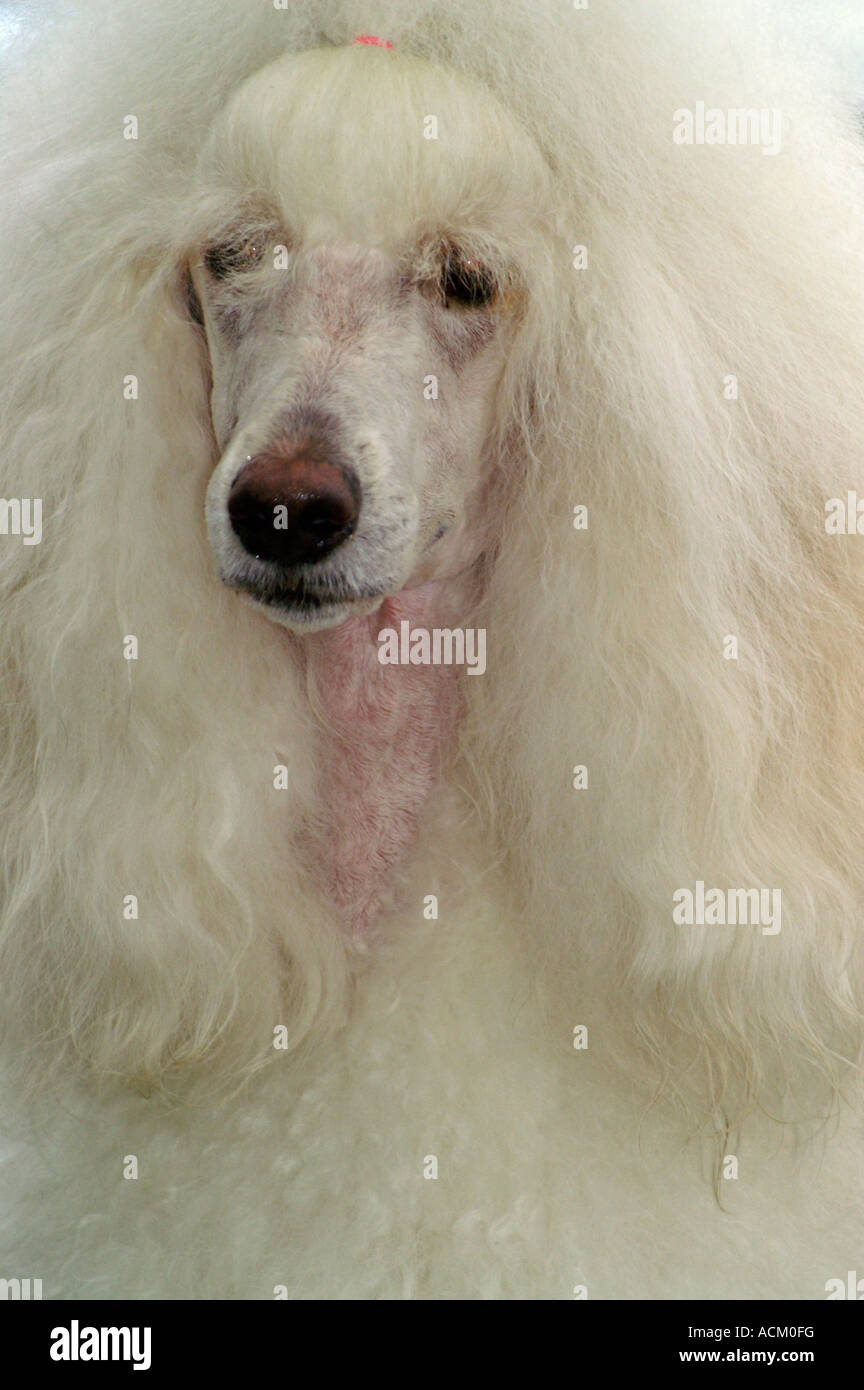 International exhibition of dog breed in Banska Bystrica, Slovakia, dog ...