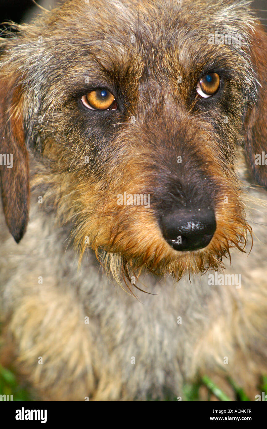 International exhibition of dog breed in Banska Bystrica, Slovakia, dog ...