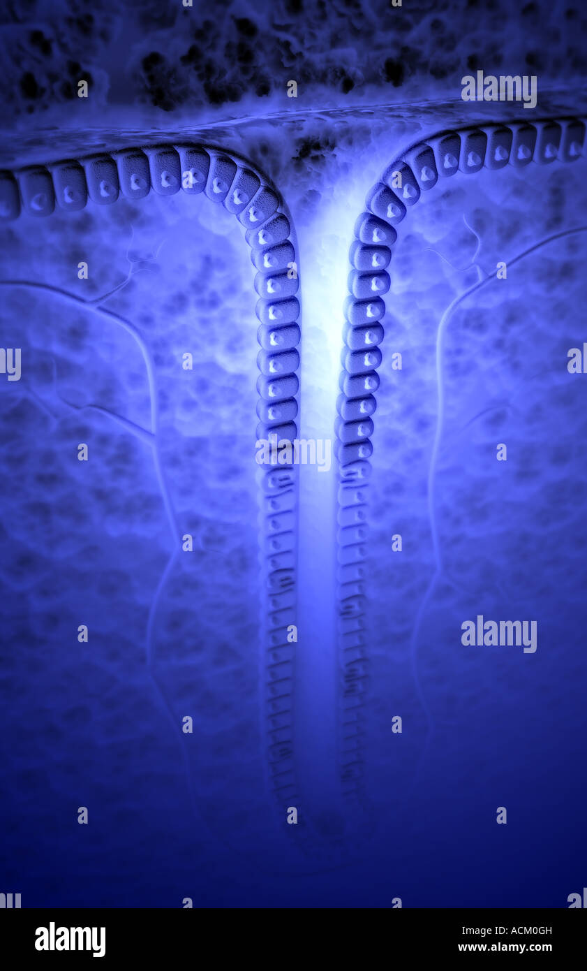 Gastric pit hi-res stock photography and images - Alamy