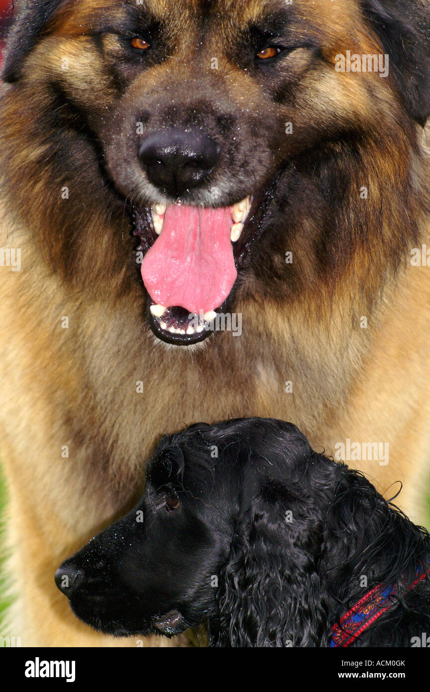 International exhibition of dog breed in Banska Bystrica, Slovakia, dog ...