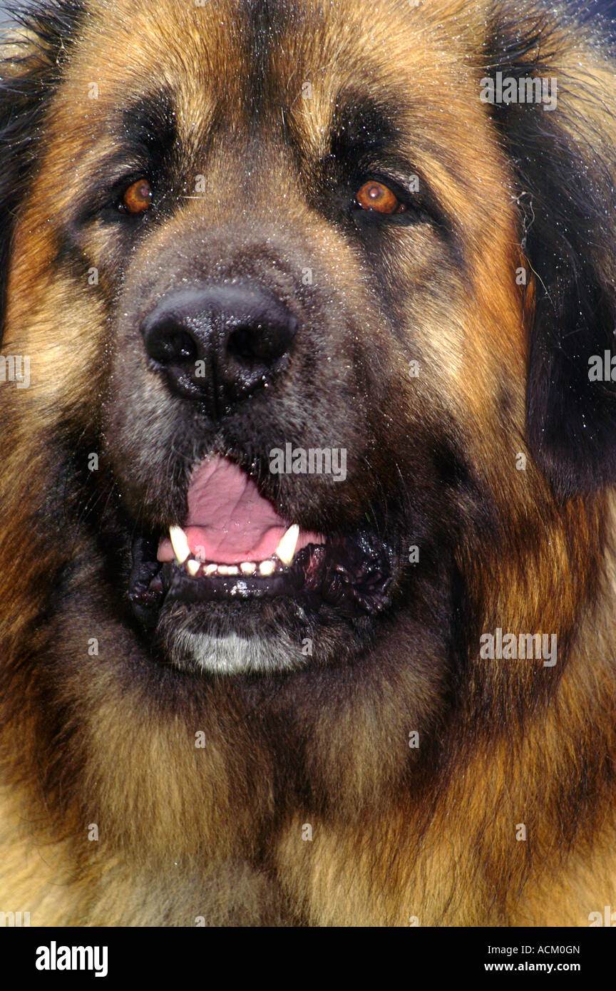 International exhibition of dog breed in Banska Bystrica, Slovakia, dog ...