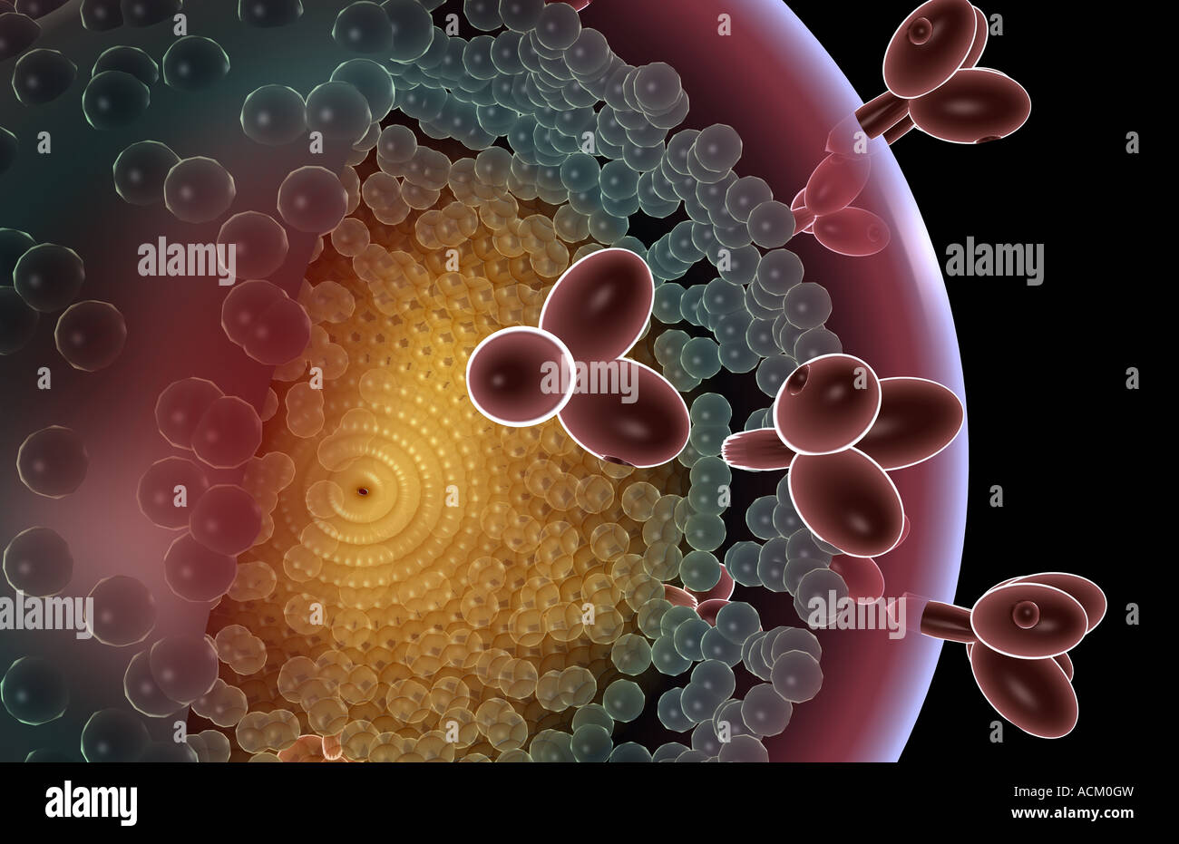 Hiv structure hi-res stock photography and images - Alamy