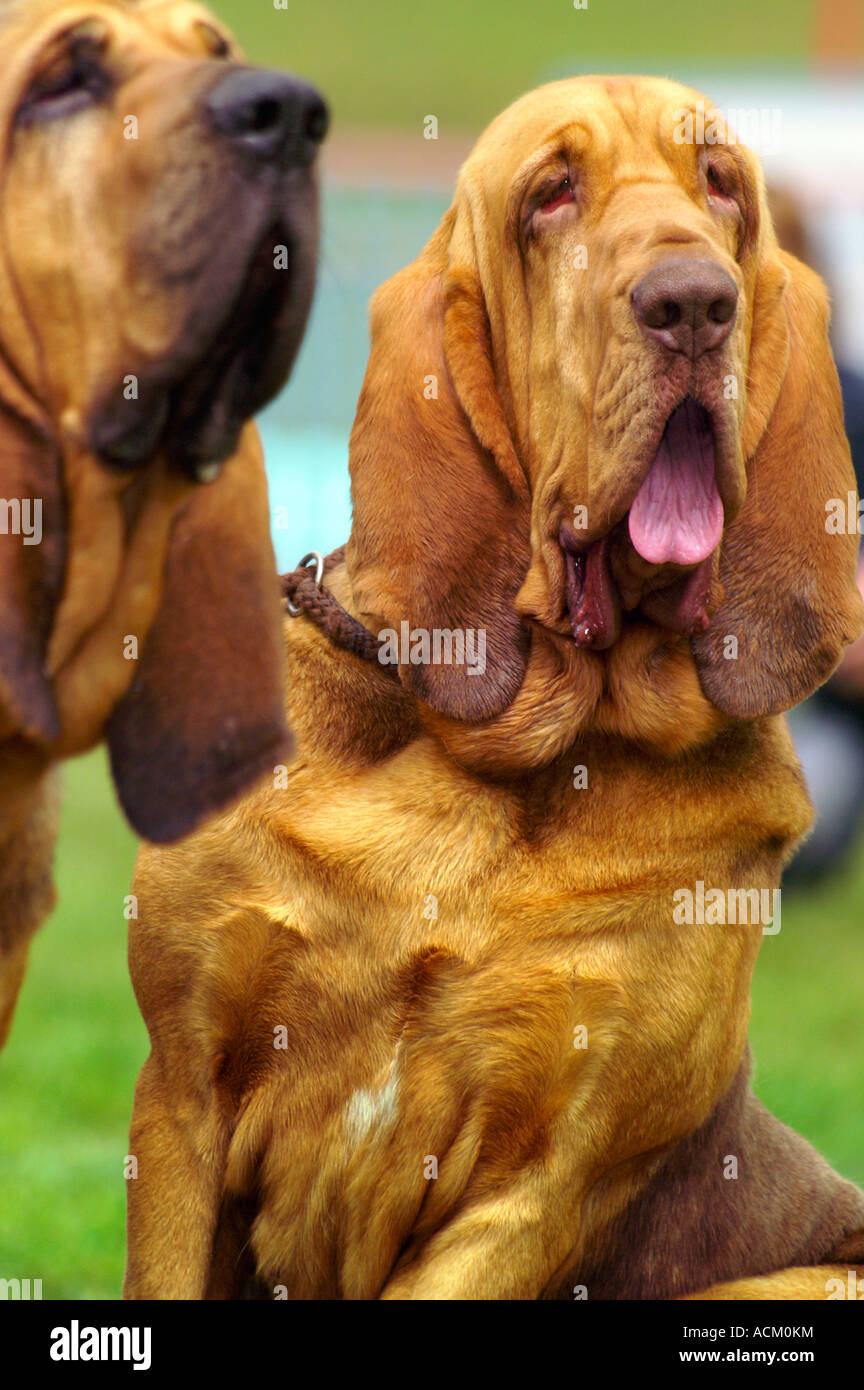 International exhibition of dog breed in Banska Bystrica, Slovakia, dog ...