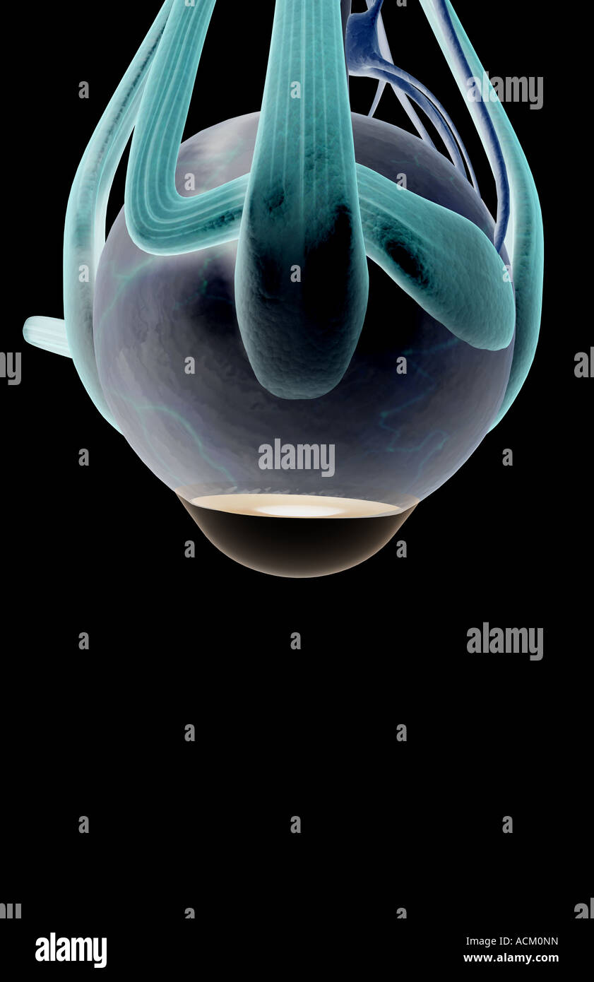 Human oblique muscles hi-res stock photography and images - Alamy