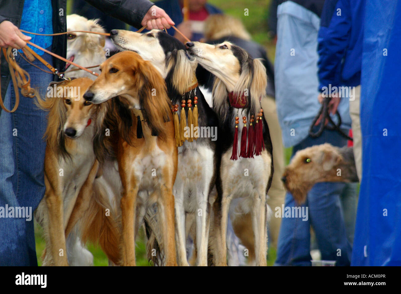 International exhibition of dog breed in Banska Bystrica, Slovakia, dog ...
