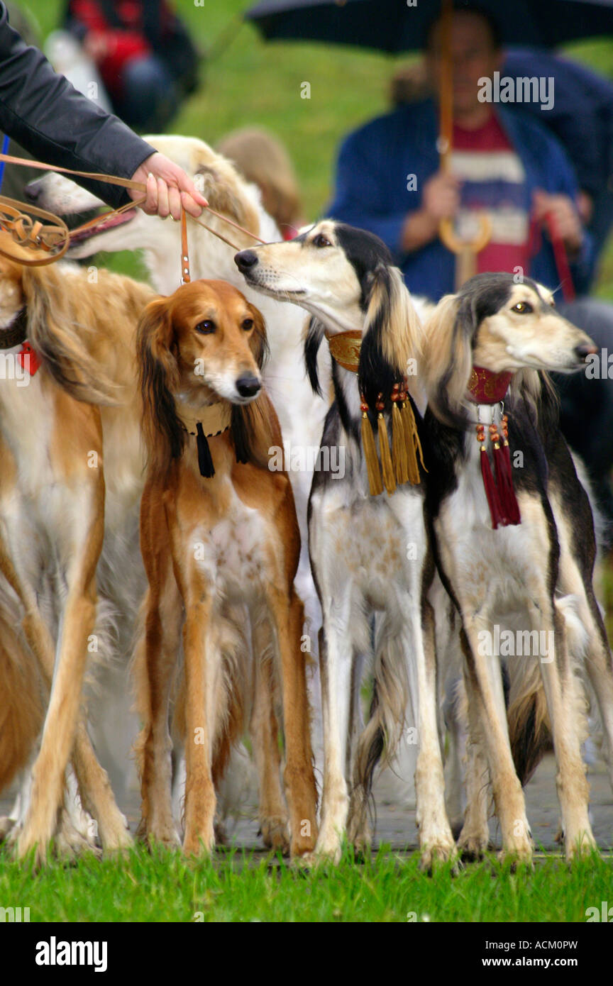 International exhibition of dog breed in Banska Bystrica, Slovakia, dog ...