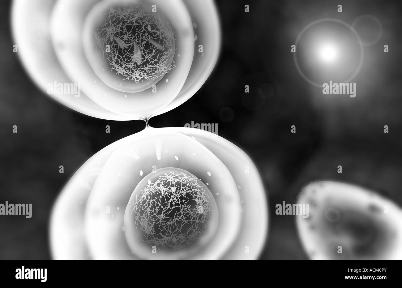 Mitosis Black and White Stock Photos & Images - Alamy
