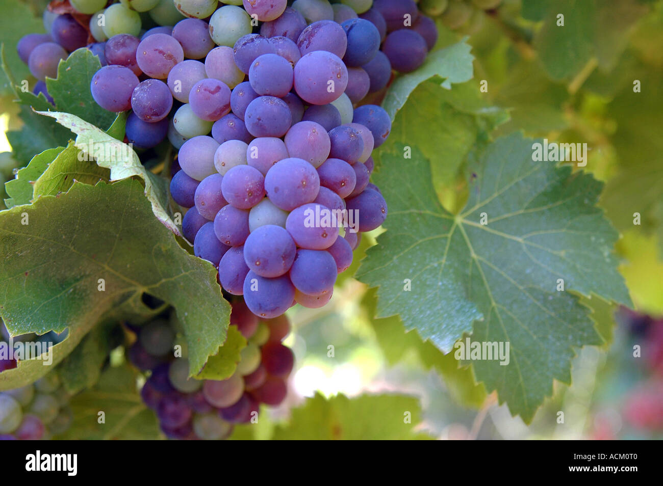 Bunch of grape Stock Photo - Alamy
