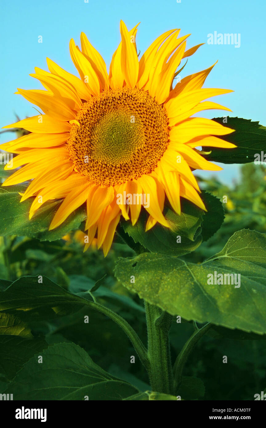 Sunflower in light blue skies hi-res stock photography and images - Alamy