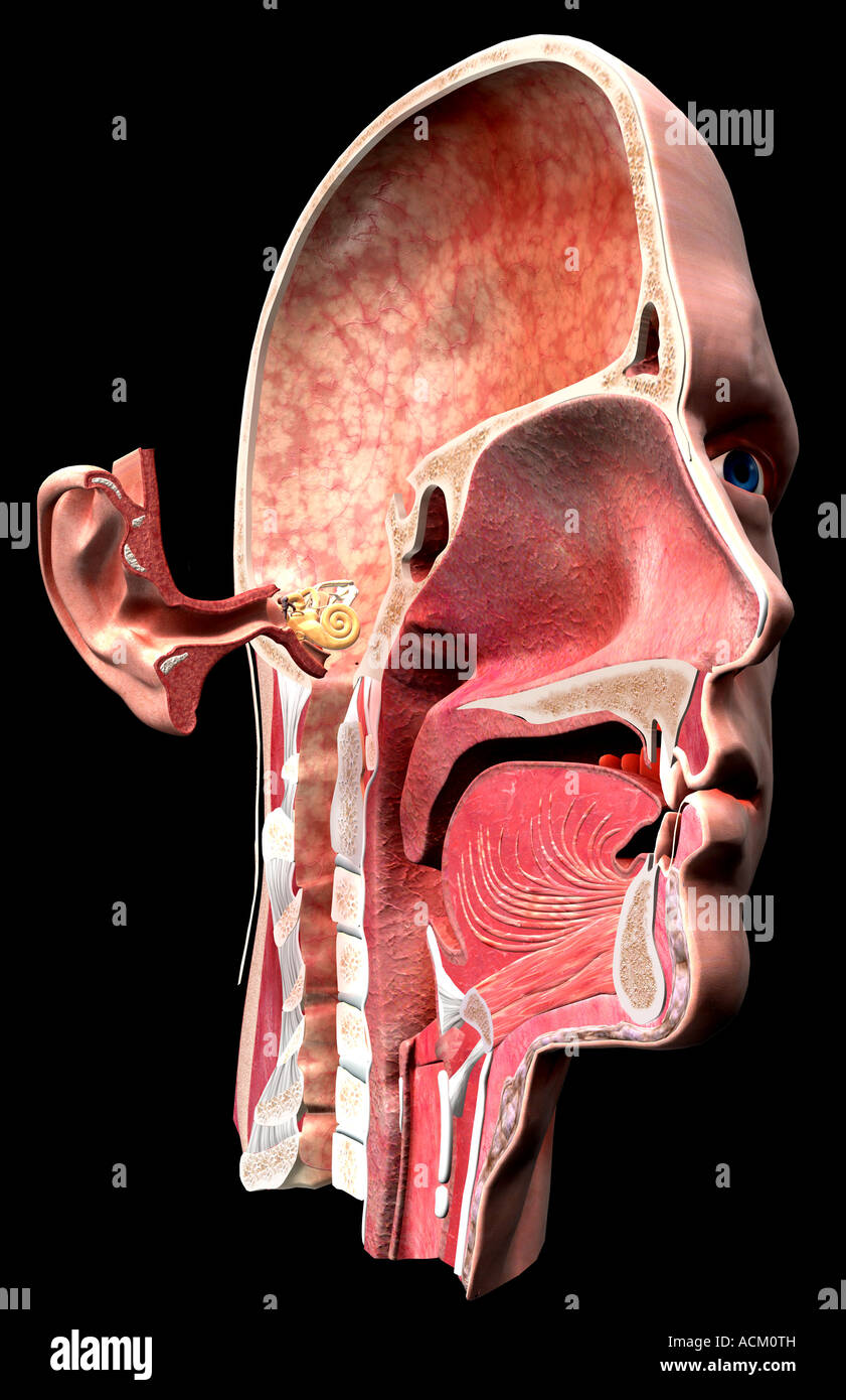 Anatomy of the ear Stock Photo - Alamy