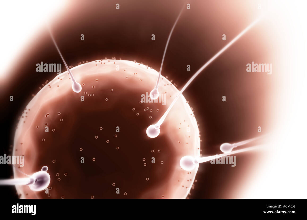 Human fertilisation hi-res stock photography and images - Alamy