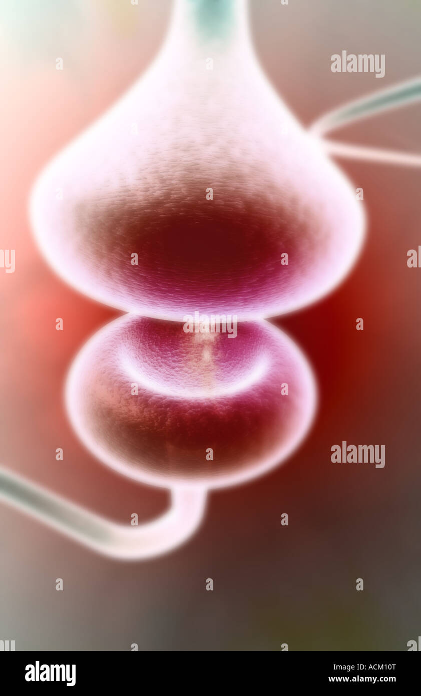 Synapse hi-res stock photography and images - Alamy