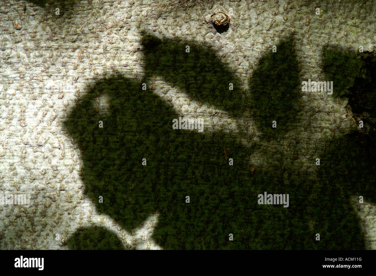 Shadow on bark of shape of rabbit with light eye Stock Photo - Alamy