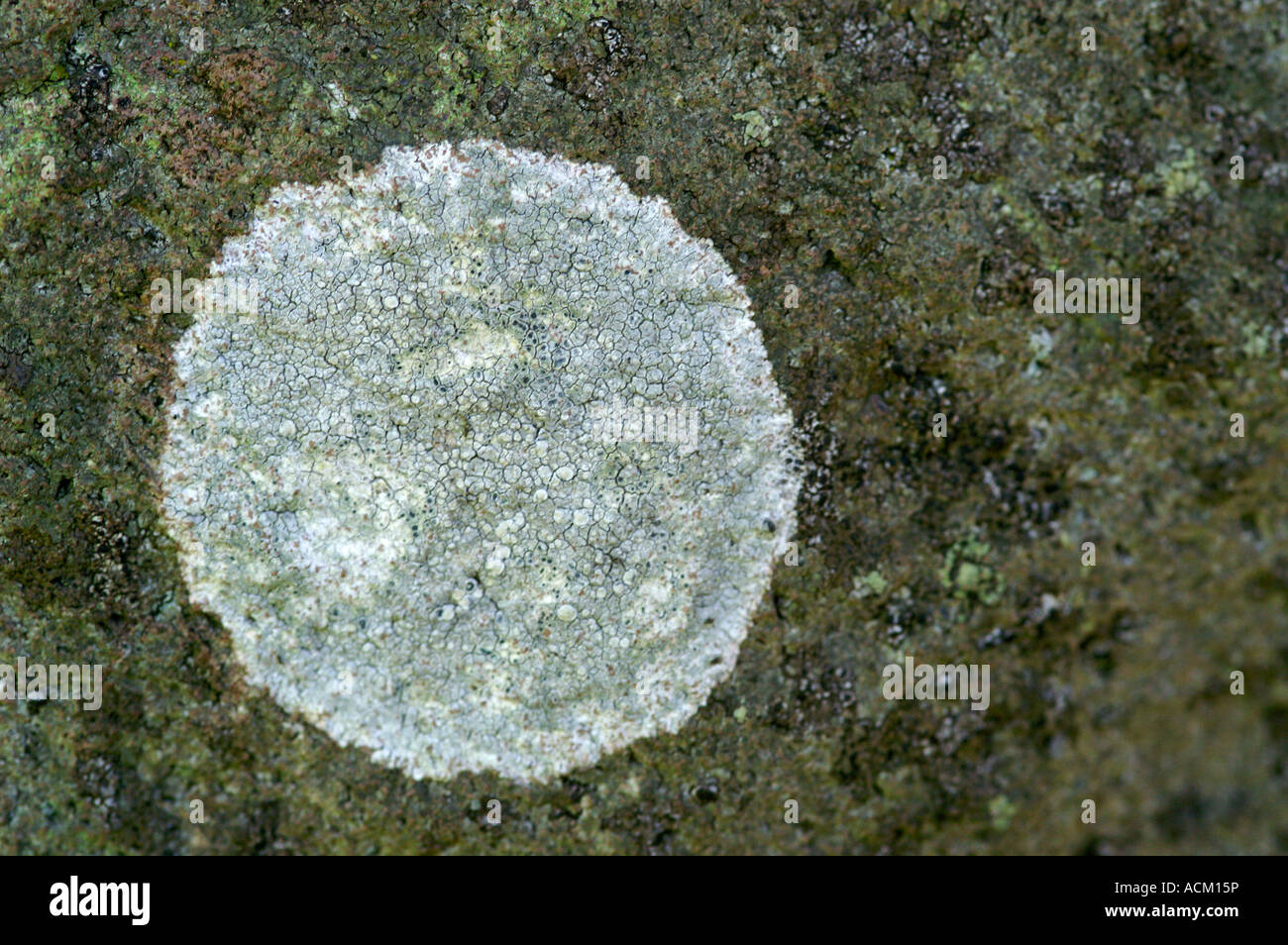 White lichen circle spot on rock surface Stock Photo - Alamy
