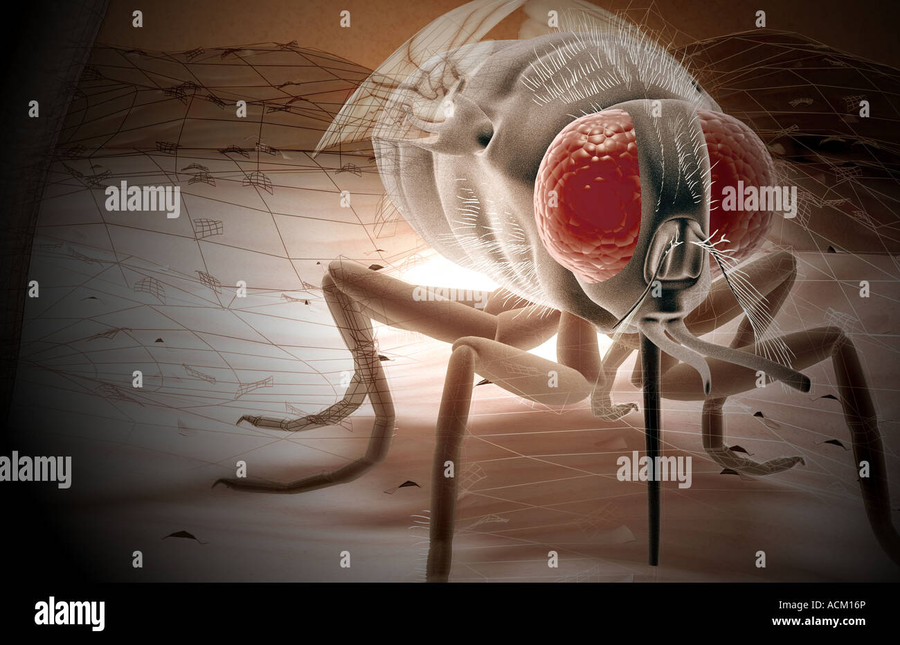Tsetse fly skin hi-res stock photography and images - Alamy