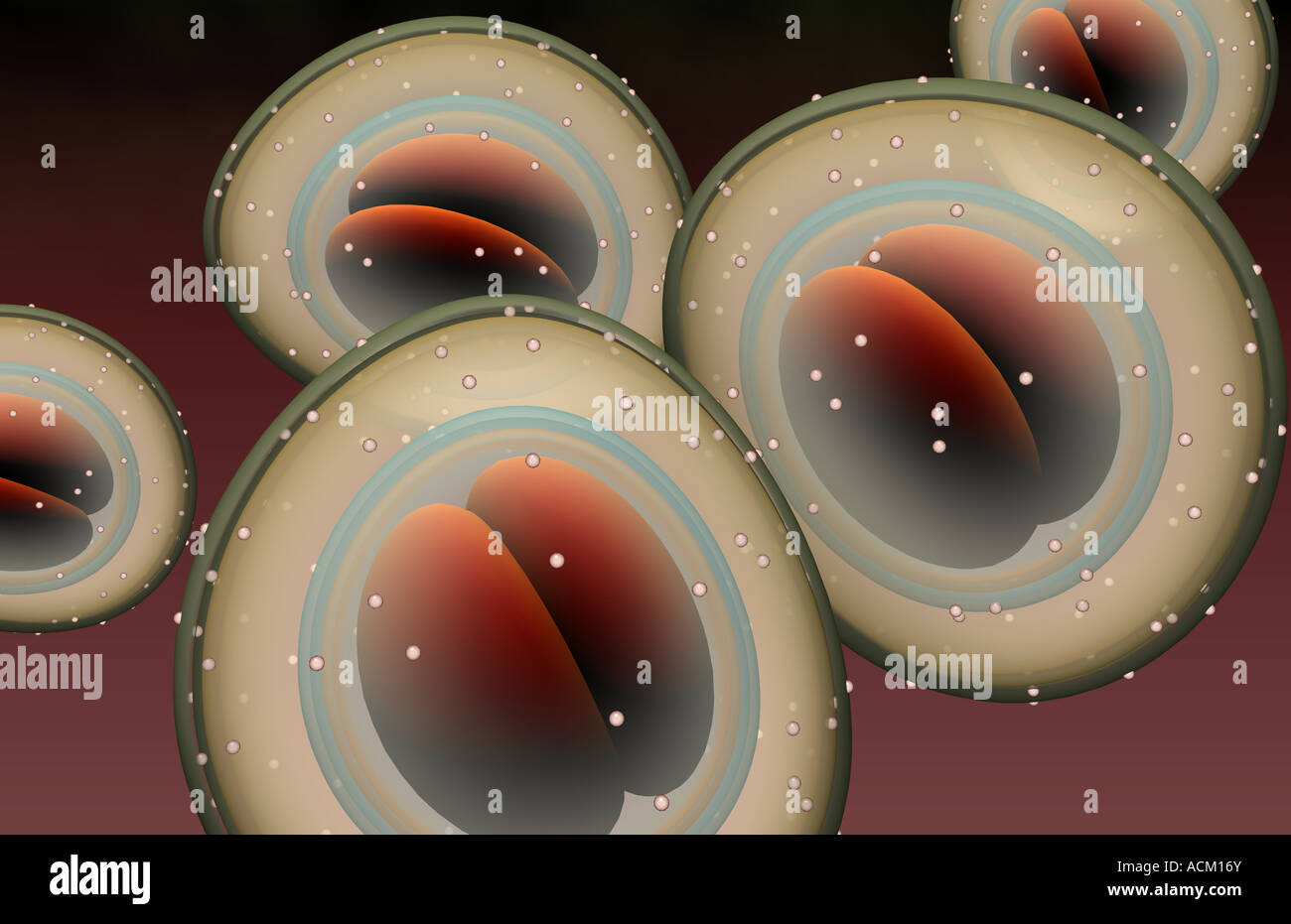 The structure of MRSA Stock Photo - Alamy