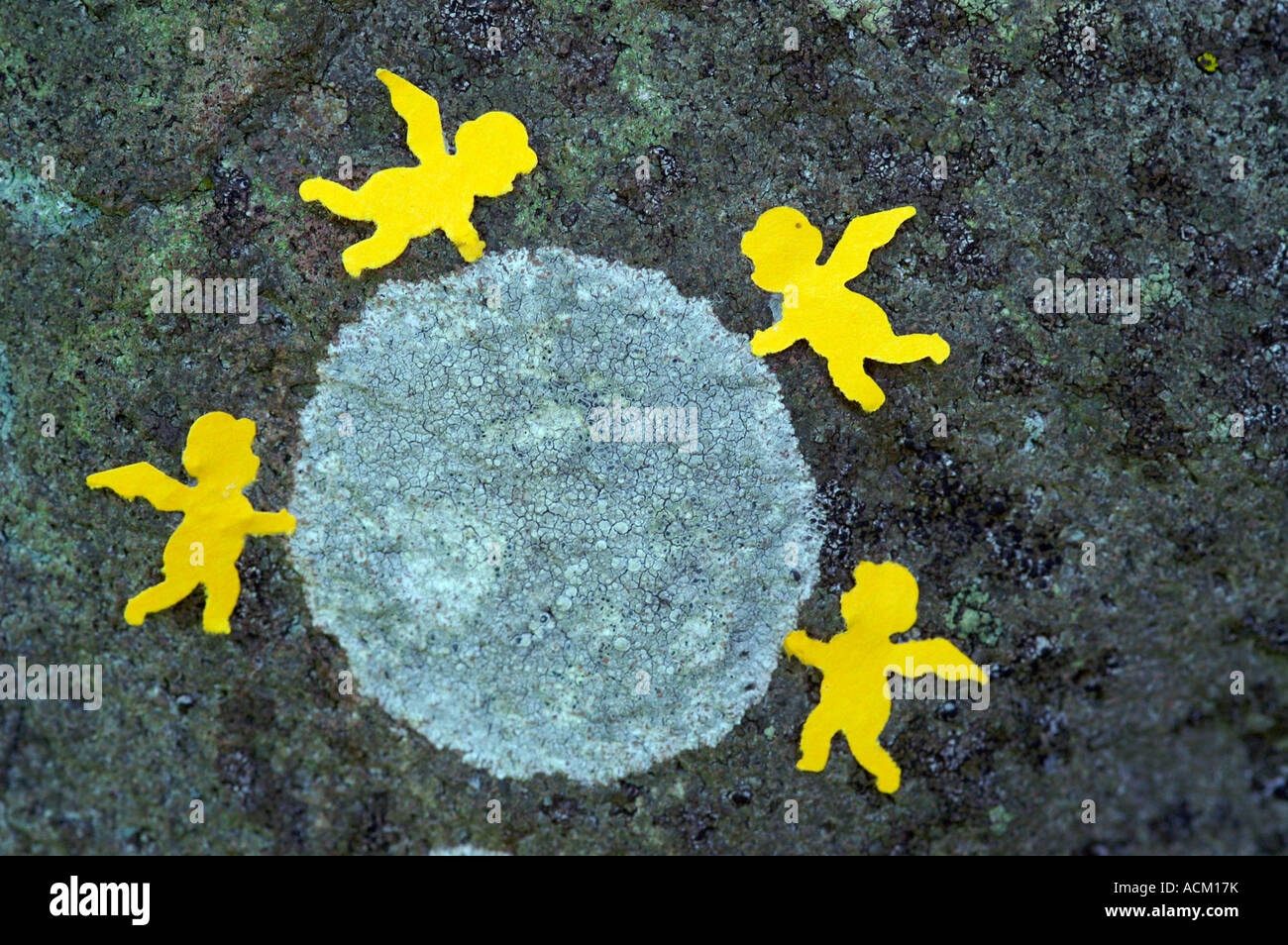 White lichen circle spot on rock surface and many yellow angels flying ...