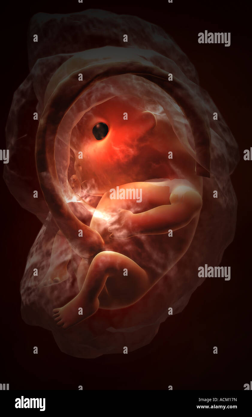 Growth embryonic period hi-res stock photography and images - Alamy