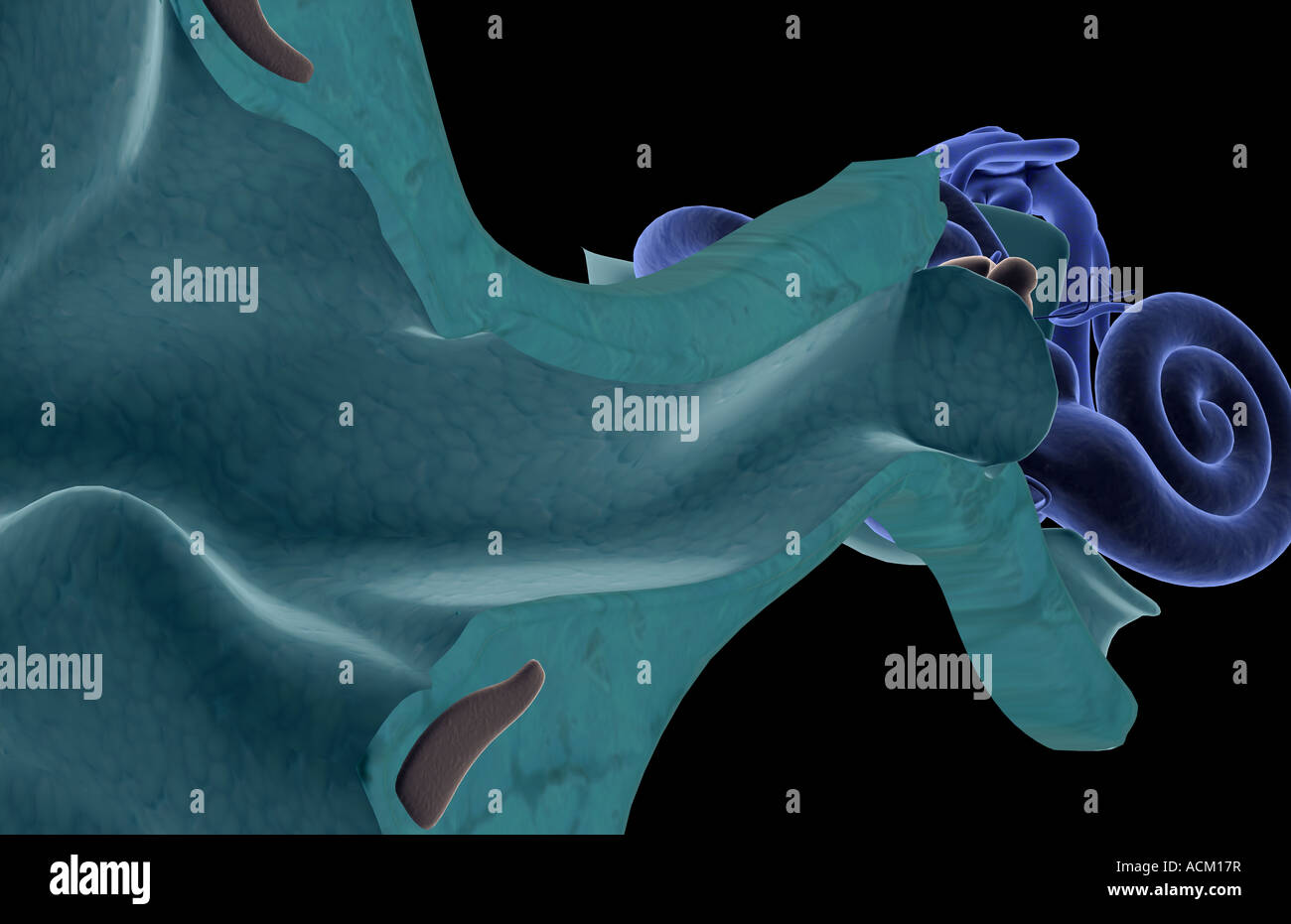 The ear canal Stock Photo - Alamy