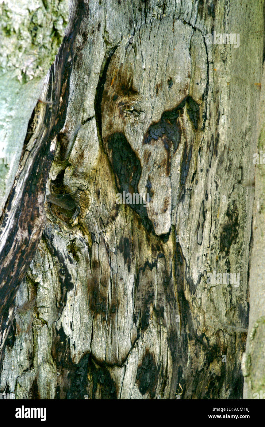 Tree bark surface of hollow huge tree trunk in shape of alien head ...
