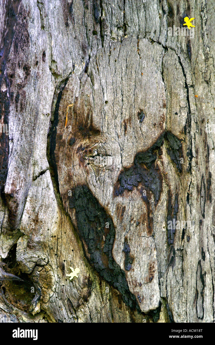 Tree bark surface of hollow huge tree trunk in shape of alien head ...