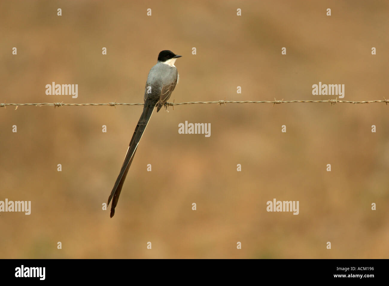 FORK TAILED FLYCATCHER Tyrannus savana Stock Photo - Alamy