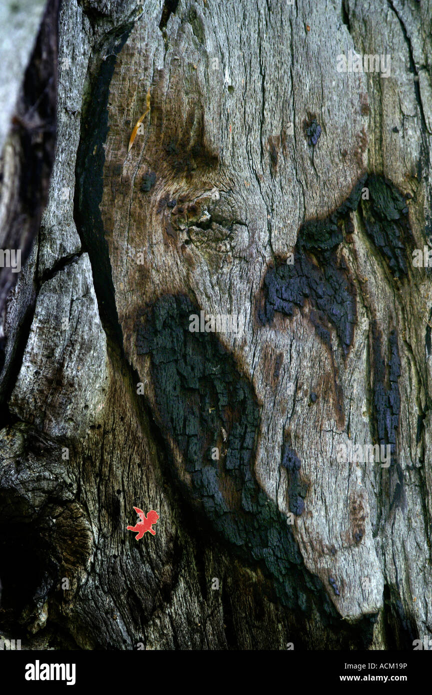 Tree bark surface of hollow huge tree trunk in shape of alien head and ...