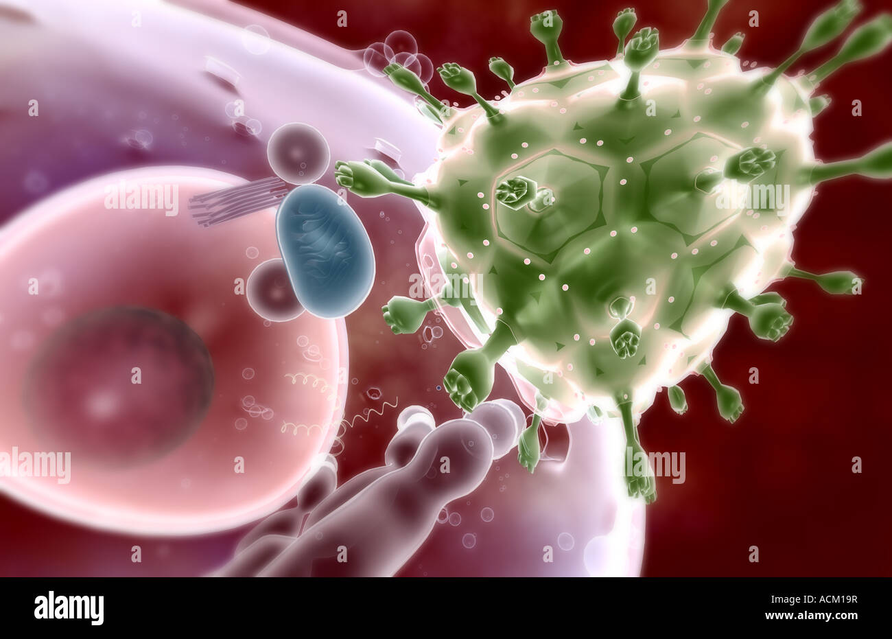 Viral replication hi-res stock photography and images - Alamy