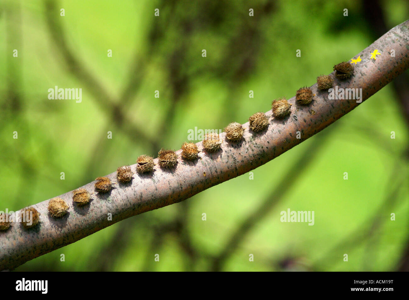 Many beechnuts stuck on stick as a line of climbing insects Stock Photo ...