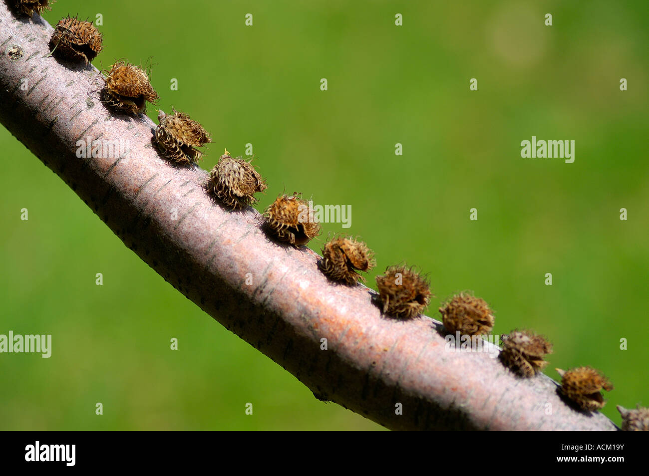 Many beechnuts stuck on stick as a line of climbing insects Stock Photo ...