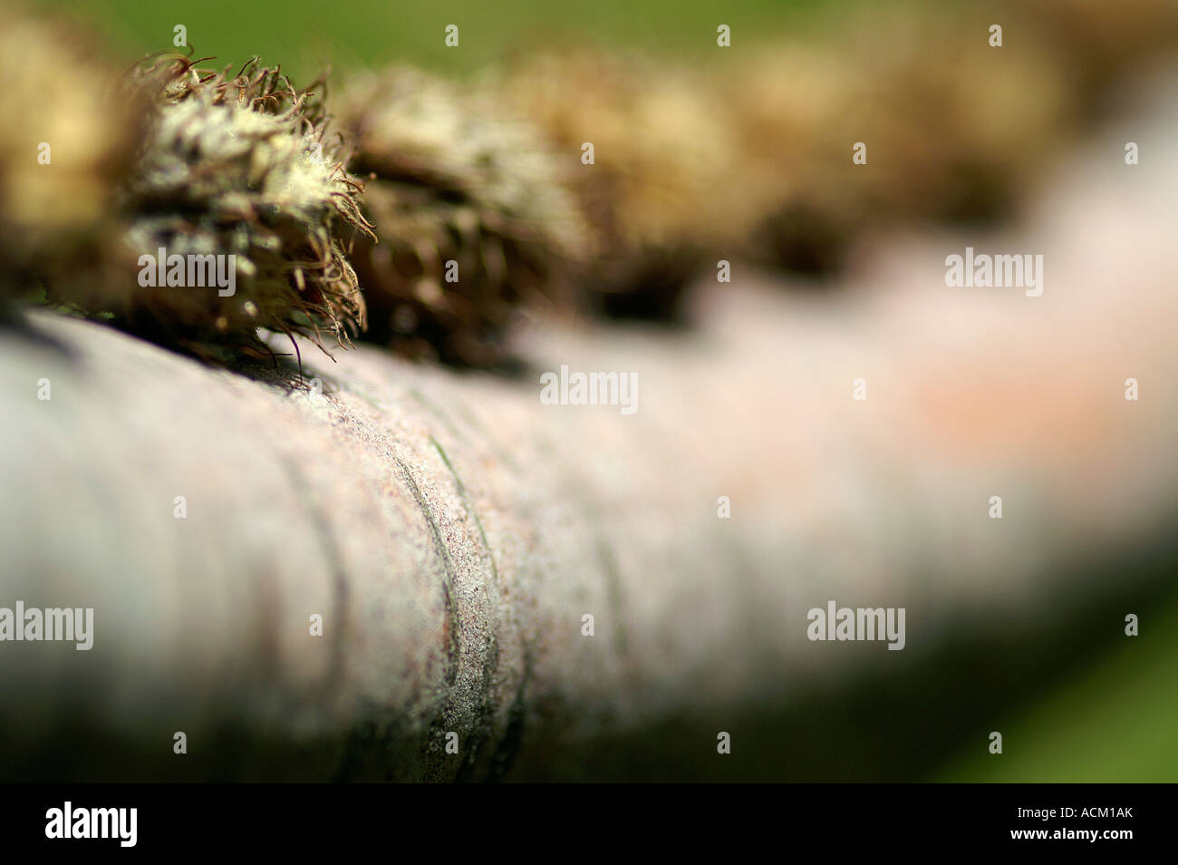 Many beechnuts stuck on stick as a line of climbing insects Stock Photo ...