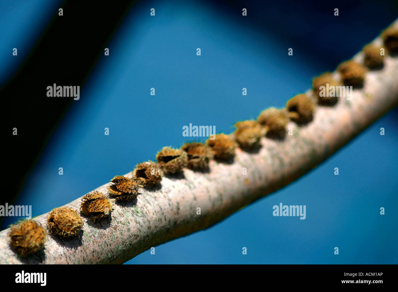 Many beechnuts stuck on stick as a line of climbing insects Stock Photo ...