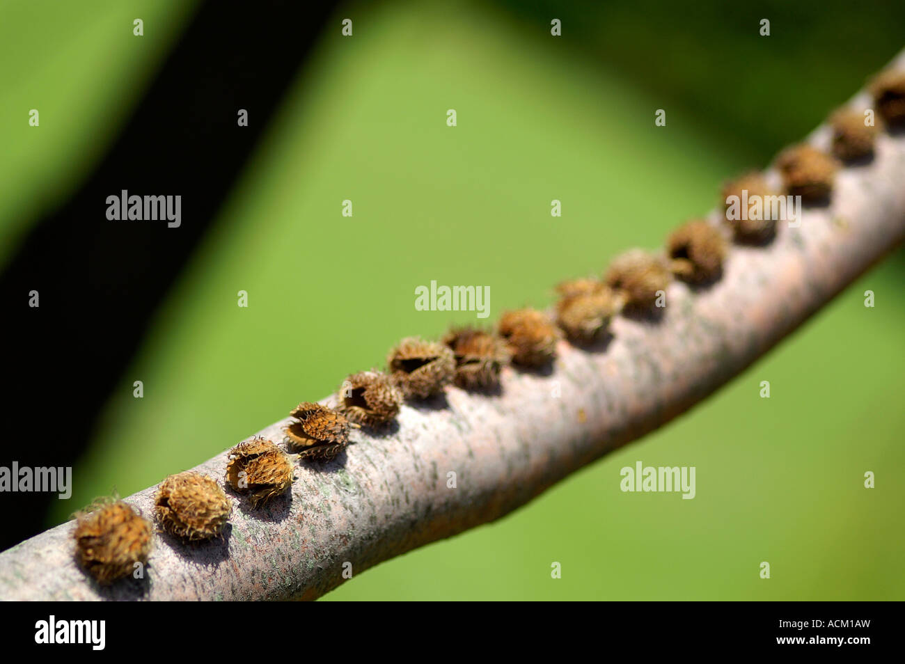 Many beechnuts stuck on stick as a line of climbing insects Stock Photo ...