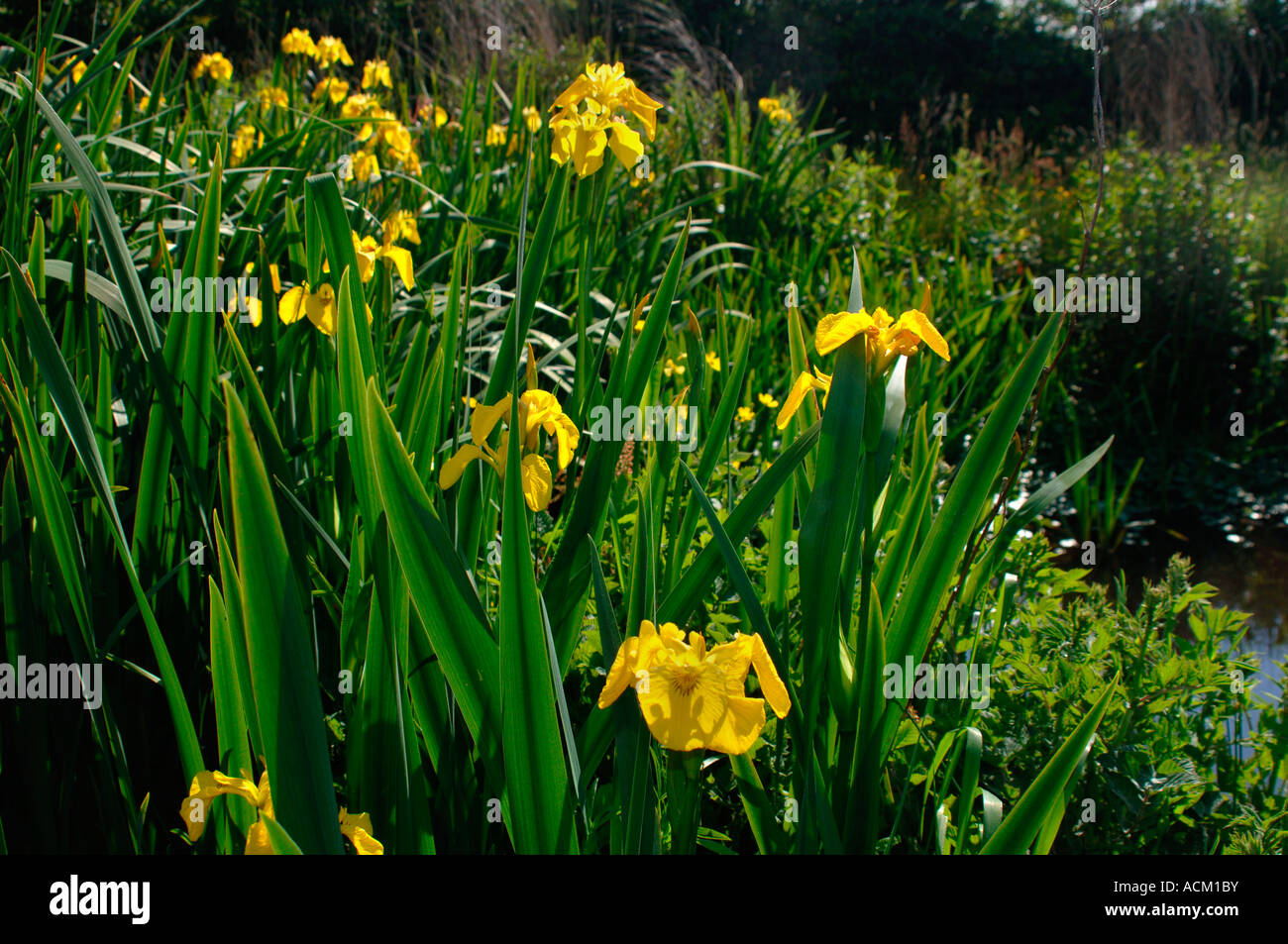 Yellow Irises(Iris pseudacorus). Growing Around A Pond Stock Photo - Alamy