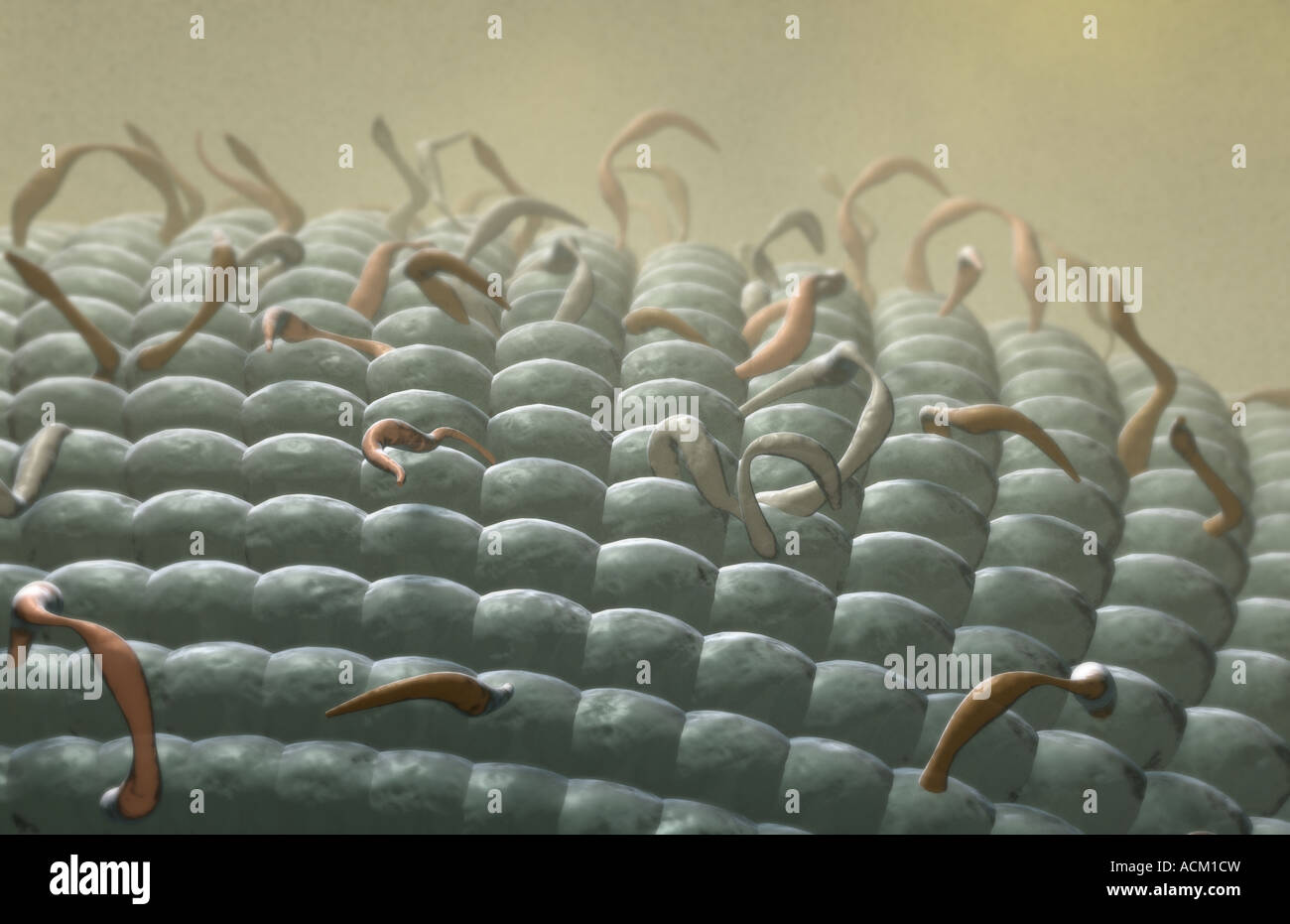 Cell membrane hi-res stock photography and images - Alamy