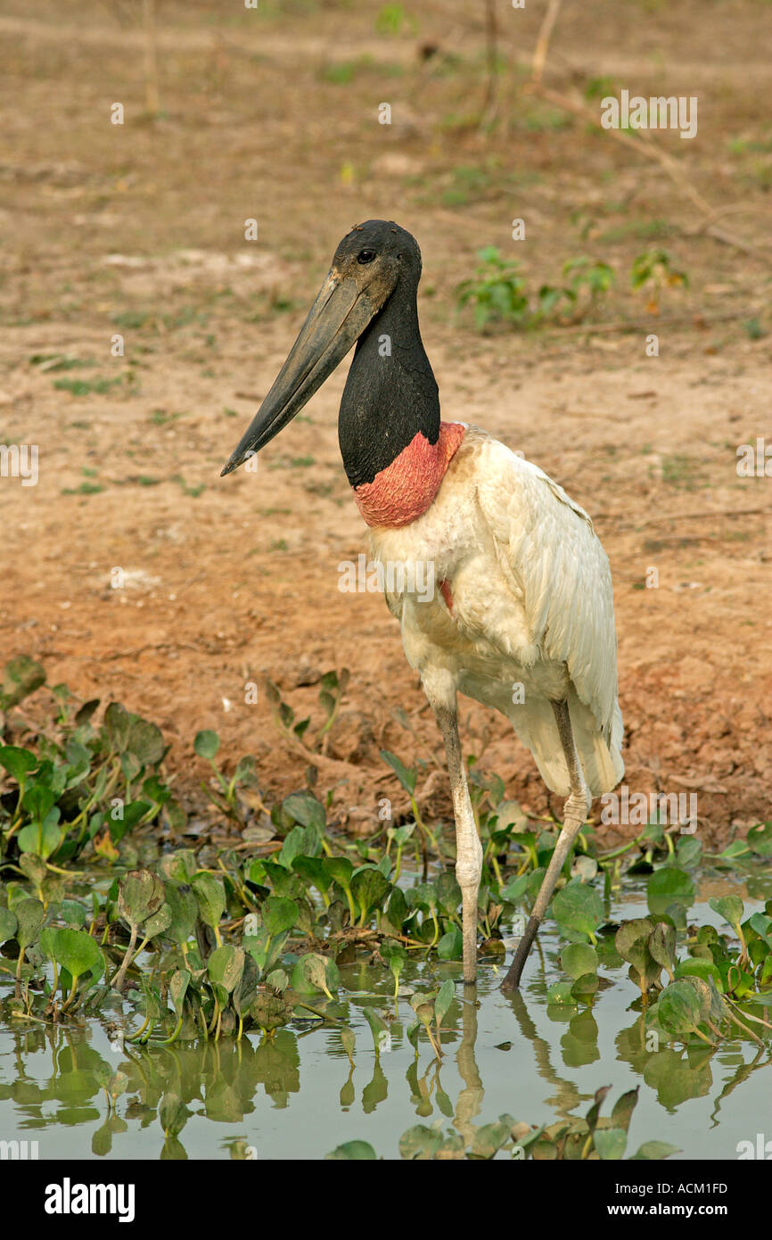 JABIRU Jabiru mycteria Stock Photo - Alamy
